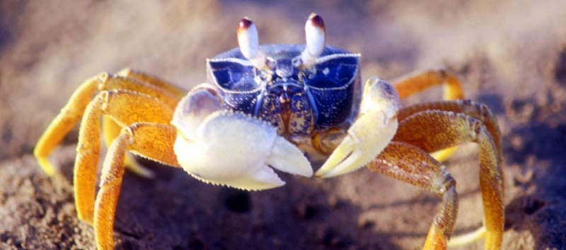 How do marine invertebrates produce sounds? – Discovery of Sound in the Sea