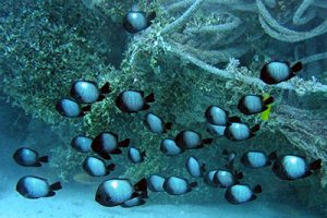 How do marine animals use sound? – Discovery of Sound in the Sea