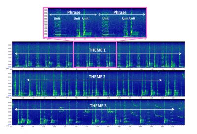 Vocalizations Associated with Reproduction – Discovery of Sound in the Sea