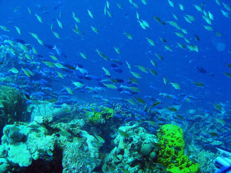 Masking in Fishes – Discovery of Sound in the Sea