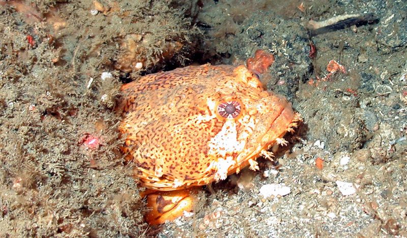 How do fish produce sounds? – Discovery of Sound in the Sea