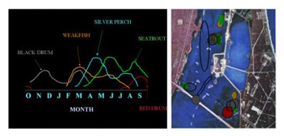 How is sound used to study the distribution of marine fishes ...