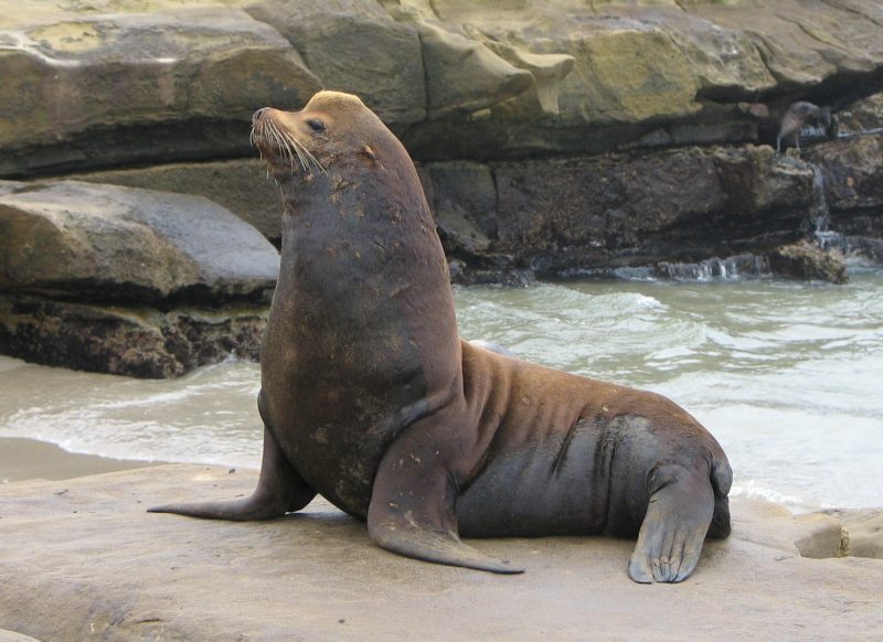 How do marine mammals produce sounds? – Discovery of Sound in the Sea