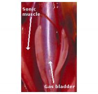 How do fish produce sounds? – Discovery of Sound in the Sea