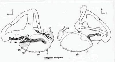 How do fish detect sound? – Discovery of Sound in the Sea