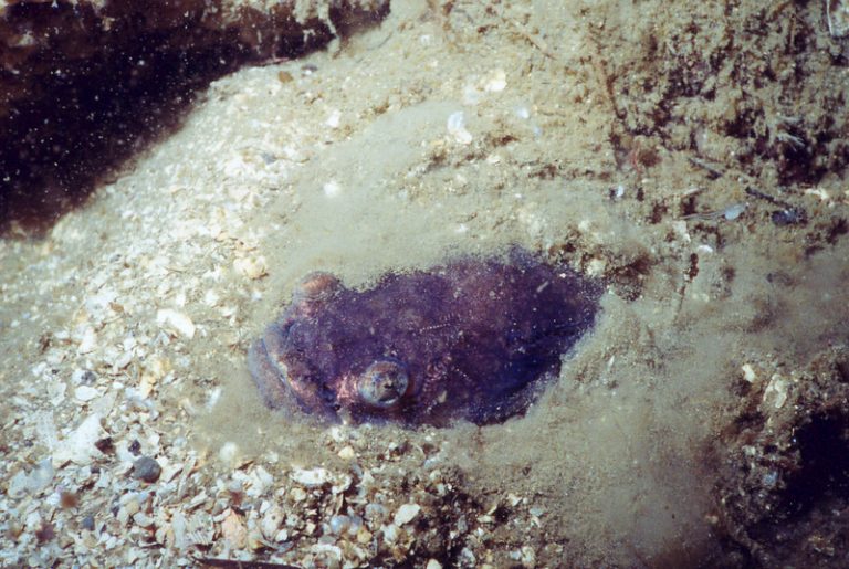 Plainfin Midshipman – Discovery of Sound in the Sea
