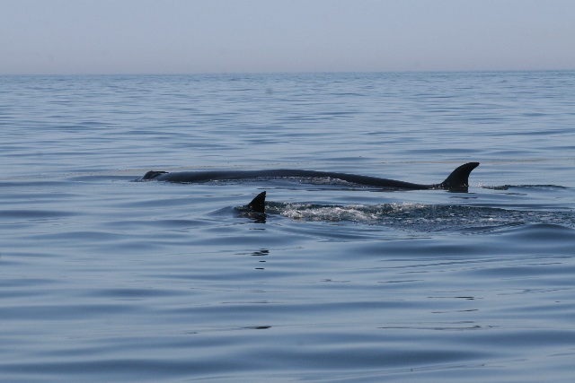 Sei Whale – Discovery of Sound in the Sea