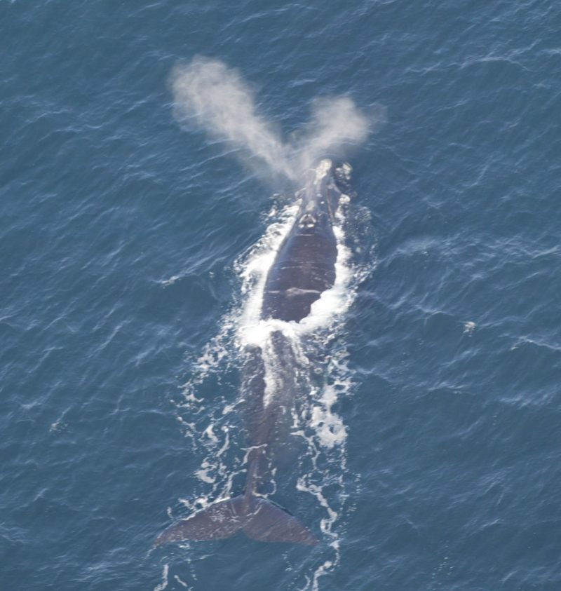 North Atlantic Right Whale – Discovery of Sound in the Sea