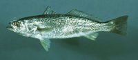 Weakfish - Discovery of Sound in the Sea