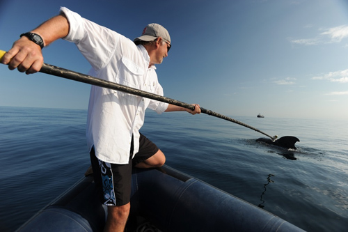 Passive Acoustic Recording Tags – Discovery of Sound in the Sea