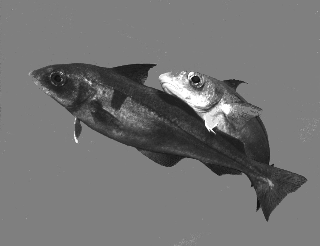 Haddock – Discovery of Sound in the Sea