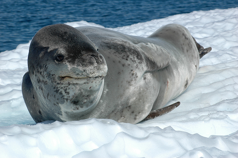 Leopard Seal – Discovery of Sound in the Sea