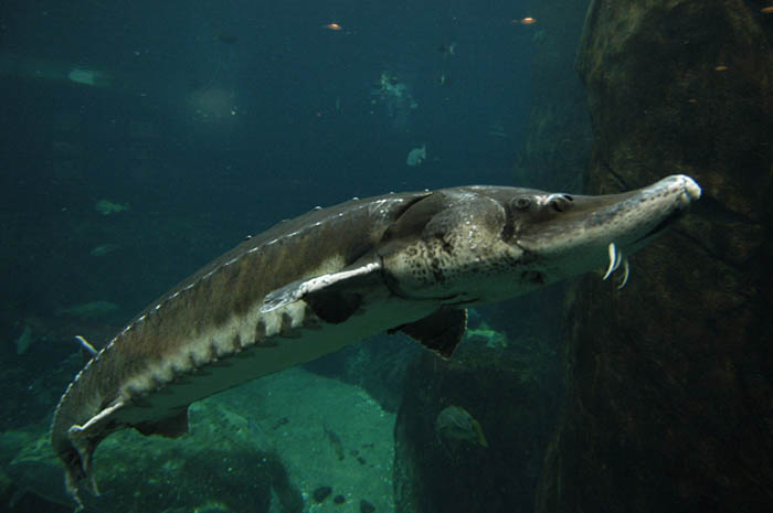 Acoustic Issues Related to Diadromous Fishes – Discovery of Sound in ...