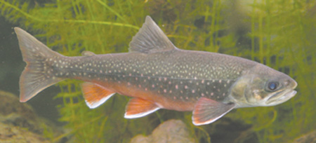 Arctic Char – Discovery of Sound in the Sea