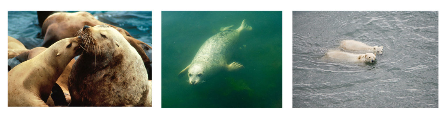 Hearing in Amphibious Marine Mammals – Discovery of Sound in the Sea