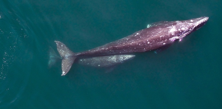 Gray Whale – Discovery of Sound in the Sea