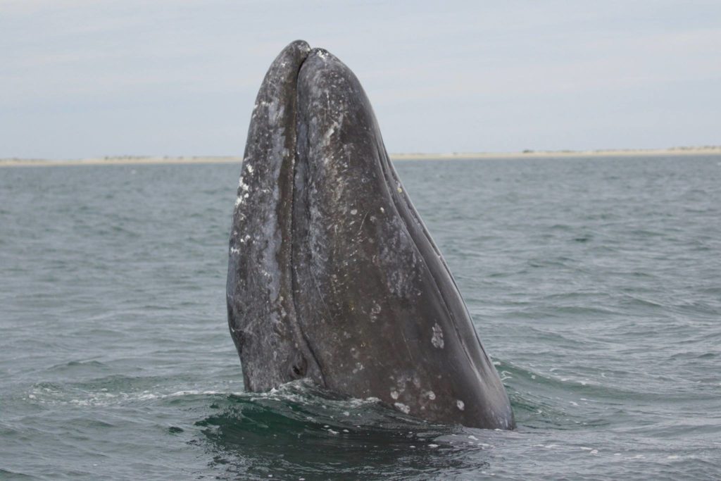 Gray Whale – Discovery of Sound in the Sea