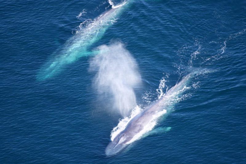 Changes in Baleen Whale Vocalizations – April 3, 2020 - Discovery of ...