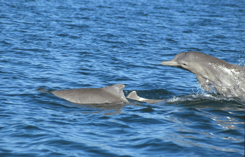 Australian Humpback Dolphin – Discovery of Sound in the Sea