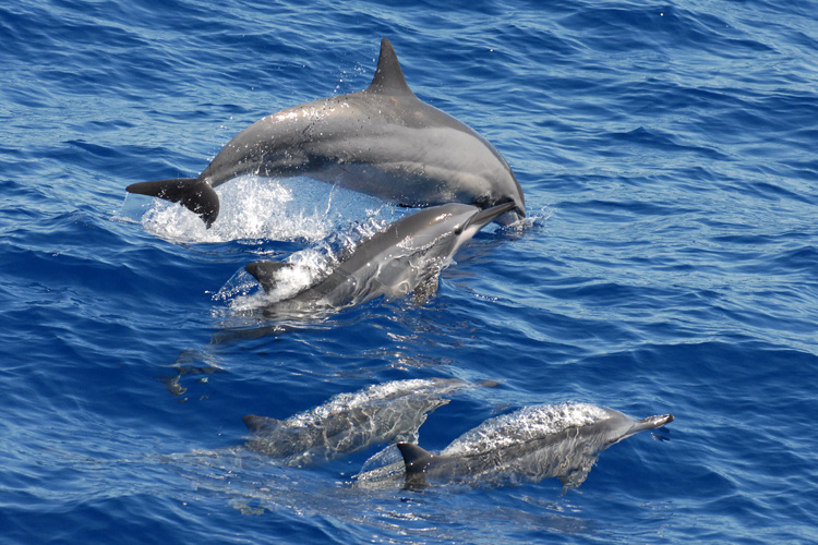 Specialized Sounds in Cetacean Communication – Discovery of Sound in ...