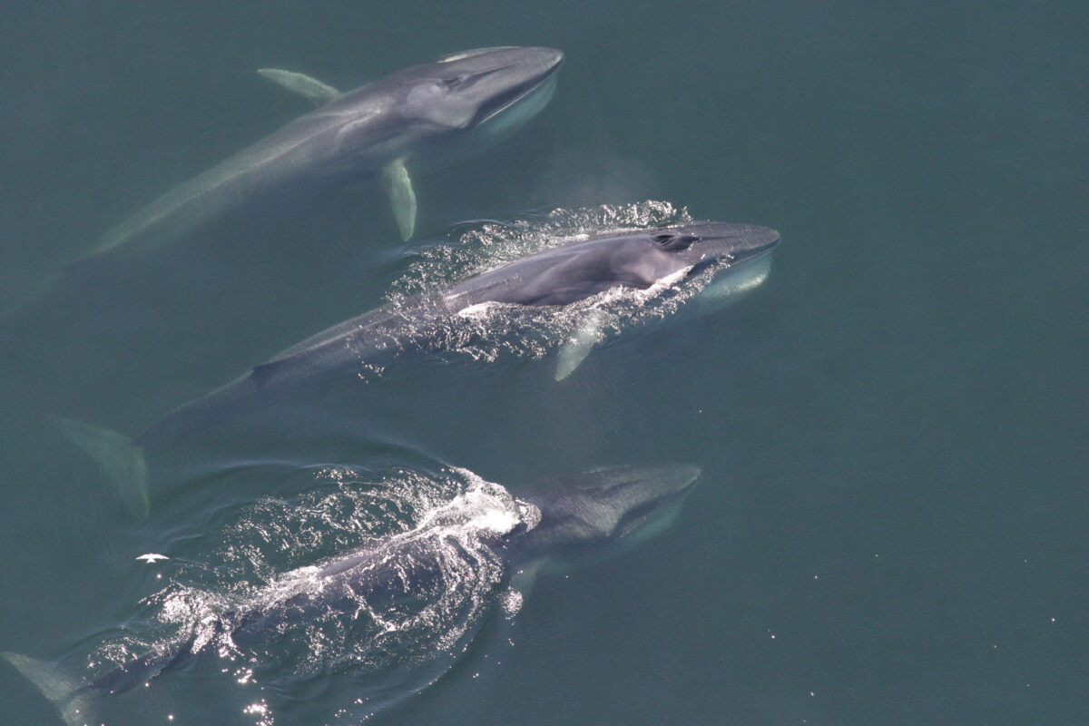Fin Whale – Discovery of Sound in the Sea