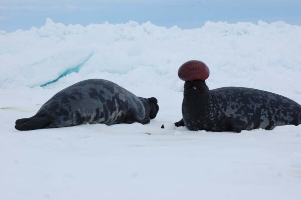 Hooded Seal – Discovery of Sound in the Sea