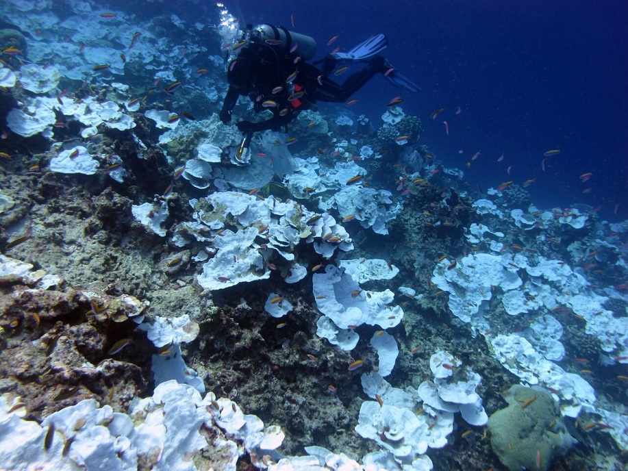 Underwater Sound and Coral Reef Restoration – September 14, 2022 ...