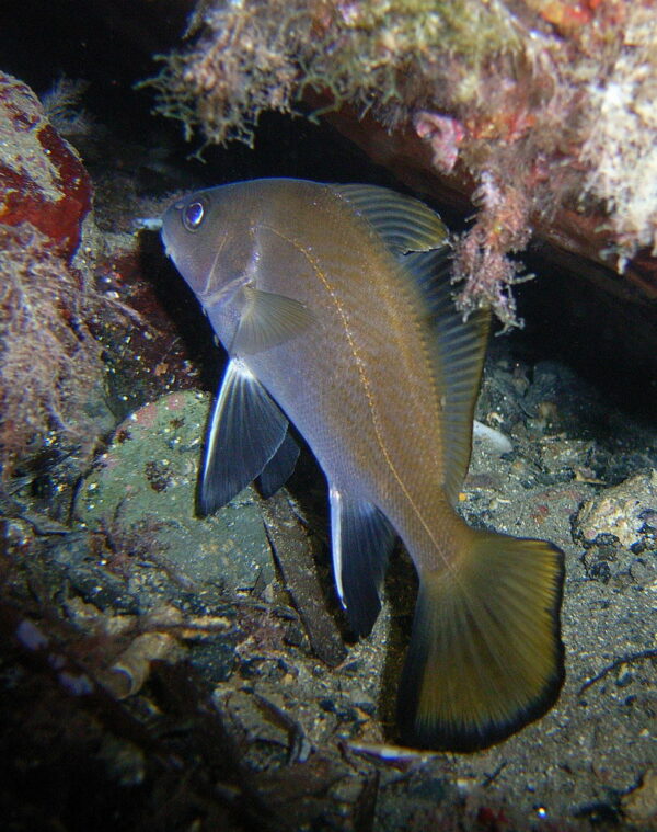 Brown meagre – Discovery of Sound in the Sea