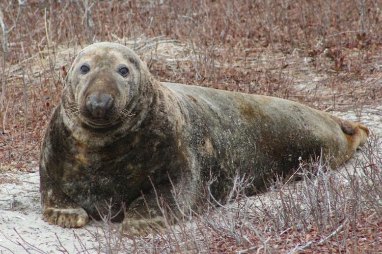 Gray Seal – Discovery of Sound in the Sea