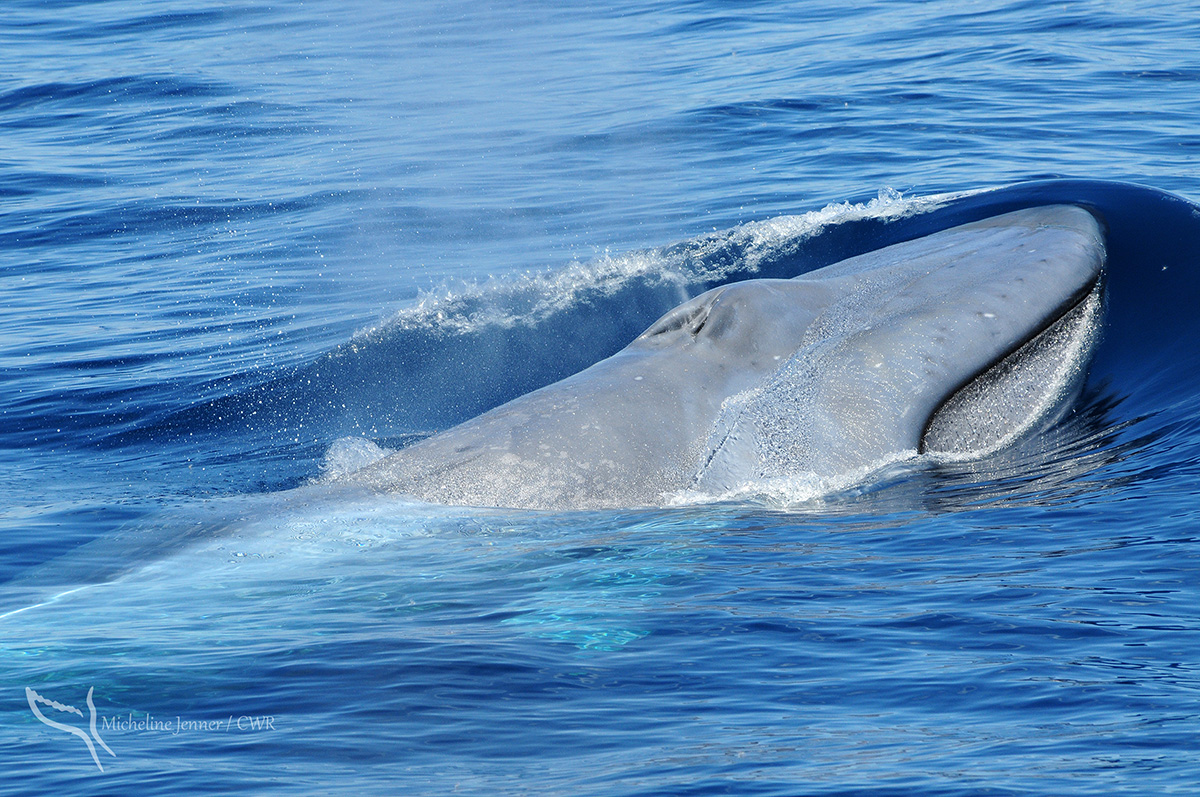 Pygmy Blue Whale – Discovery of Sound in the Sea