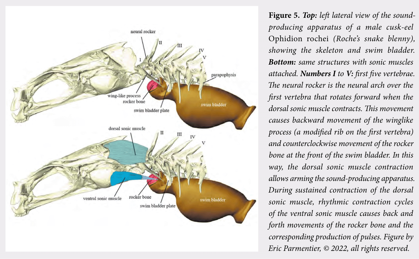 Cusk Eel – Discovery of Sound in the Sea