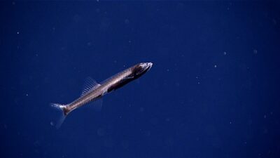 Sound Scattering Layers – Discovery of Sound in the Sea