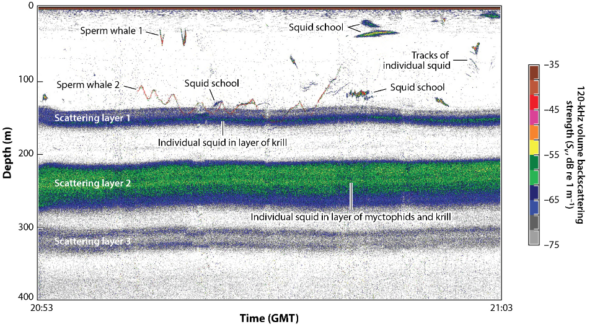 Sound Scattering Layers - Discovery of Sound in the Sea