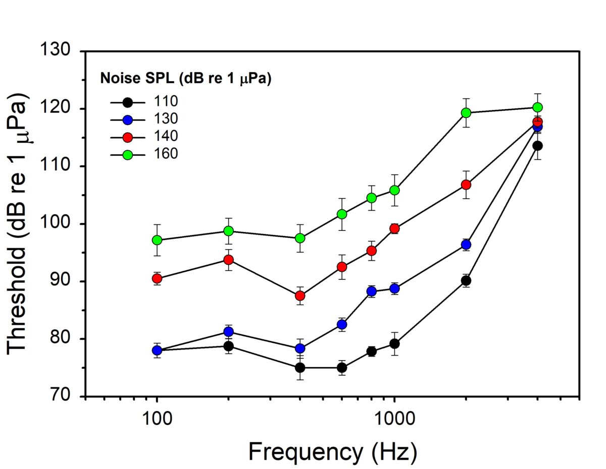 Hearing Loss in Fishes – Discovery of Sound in the Sea
