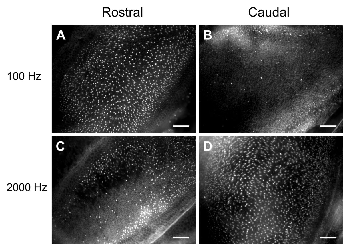 Hearing Loss in Fishes – Discovery of Sound in the Sea