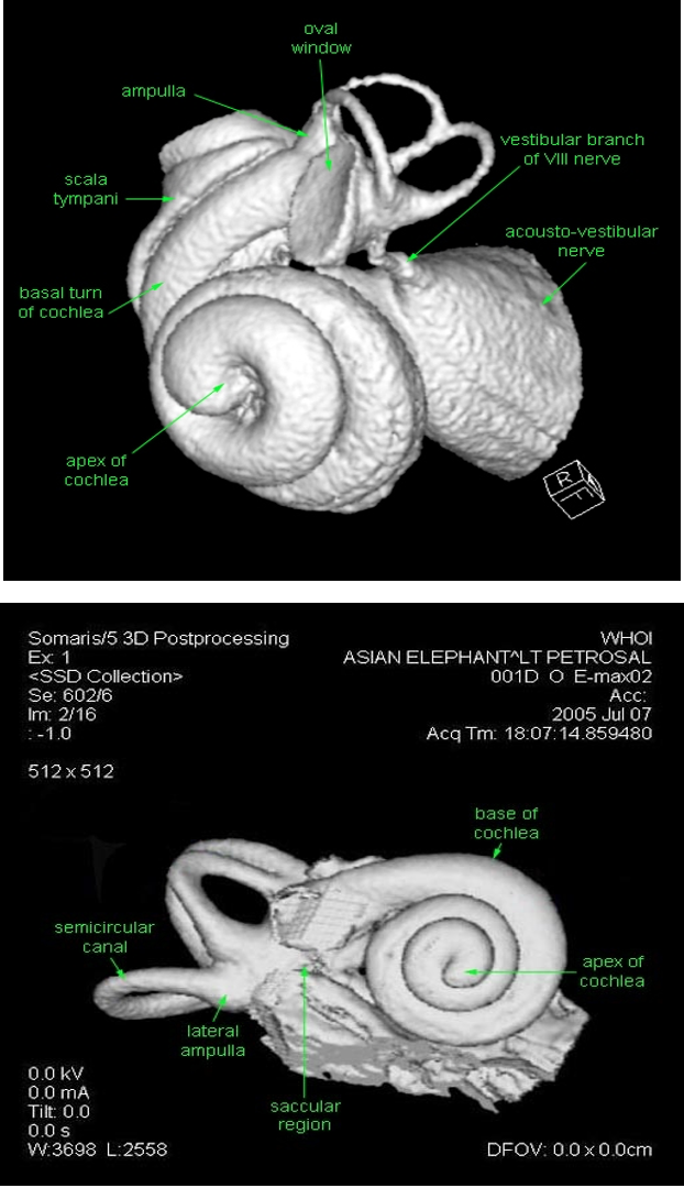 Low Frequency Sound Production and Reception in Mammals – Discovery of ...