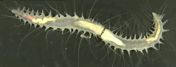 Polychaeta_Worm – Discovery of Sound in the Sea